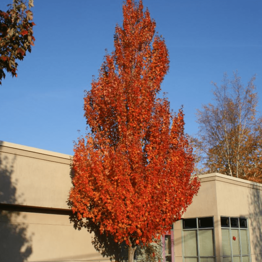 Acer Rubrum Red Maple ‘Armstrong’ or ‘Bowhall’ (Size: 3-3.5′)