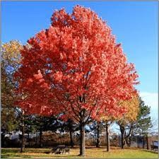 Quercus rubra Northern red oak ‘Red Oak’ (Caliper 2.5-3″)